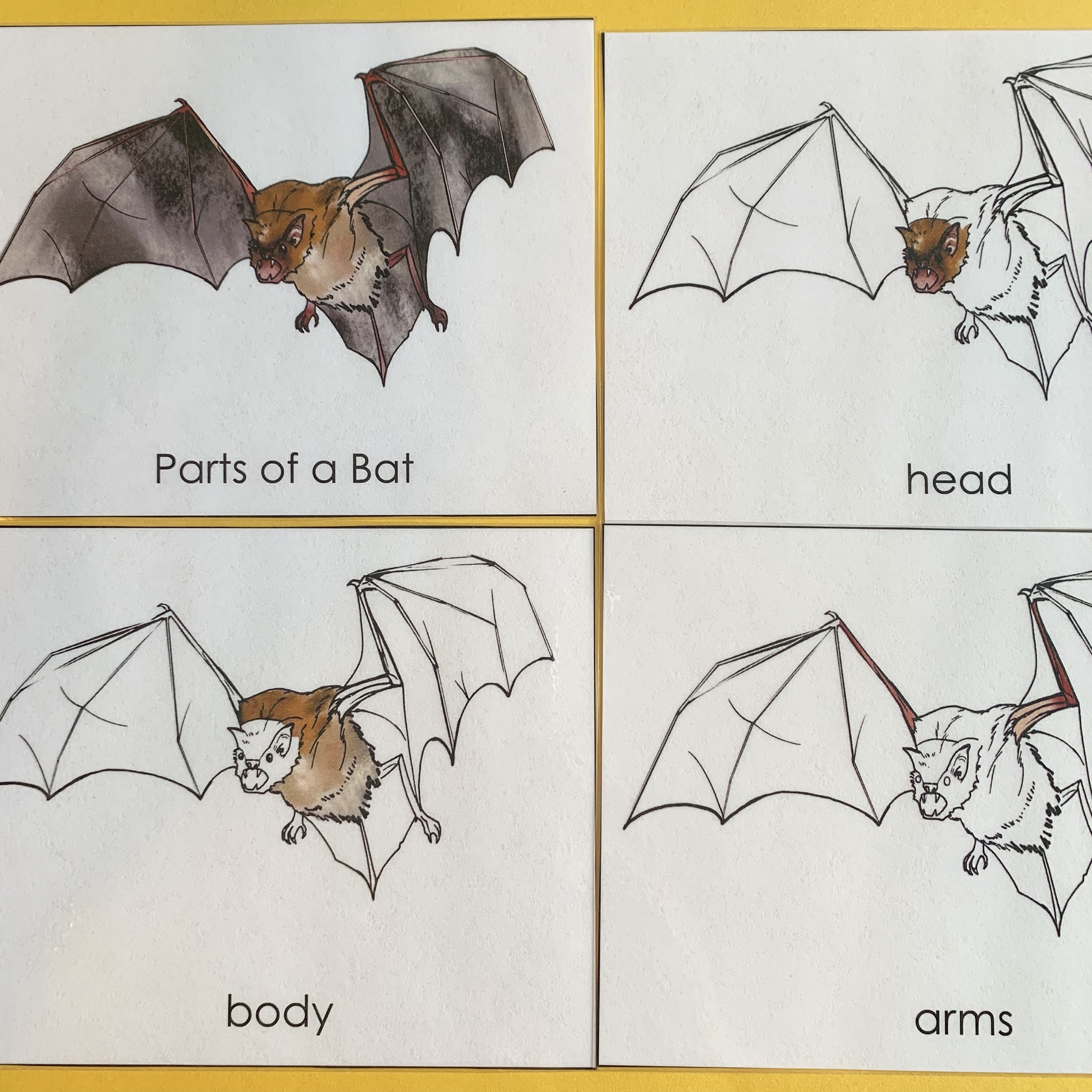 Diamond Bats EB – MOMtessori Life
