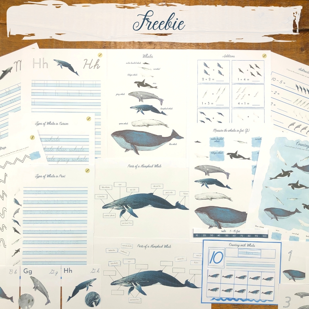 Whales Freebie Square Images14 – MOMtessori Life