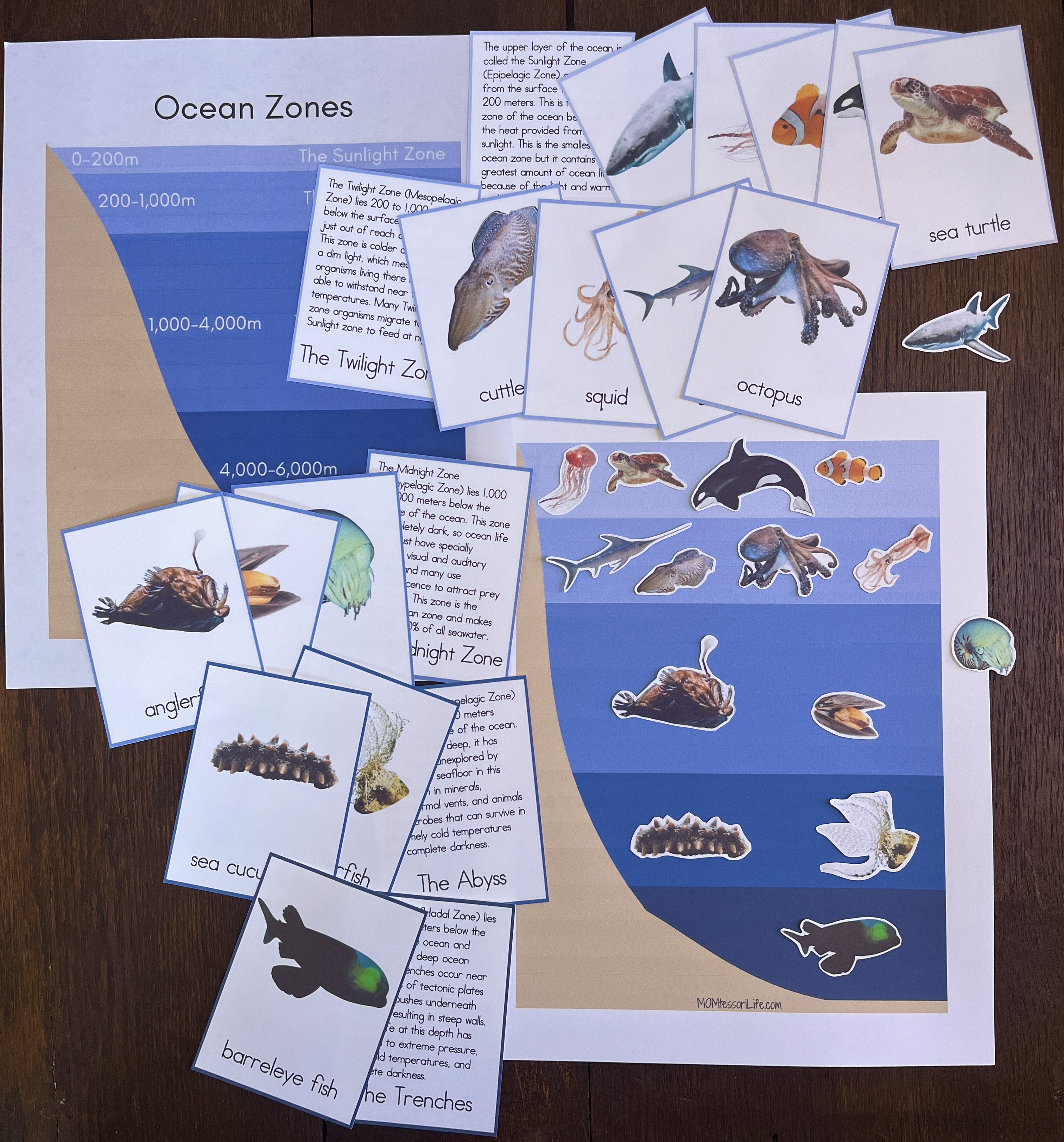 ocean zones – MOMtessori Life