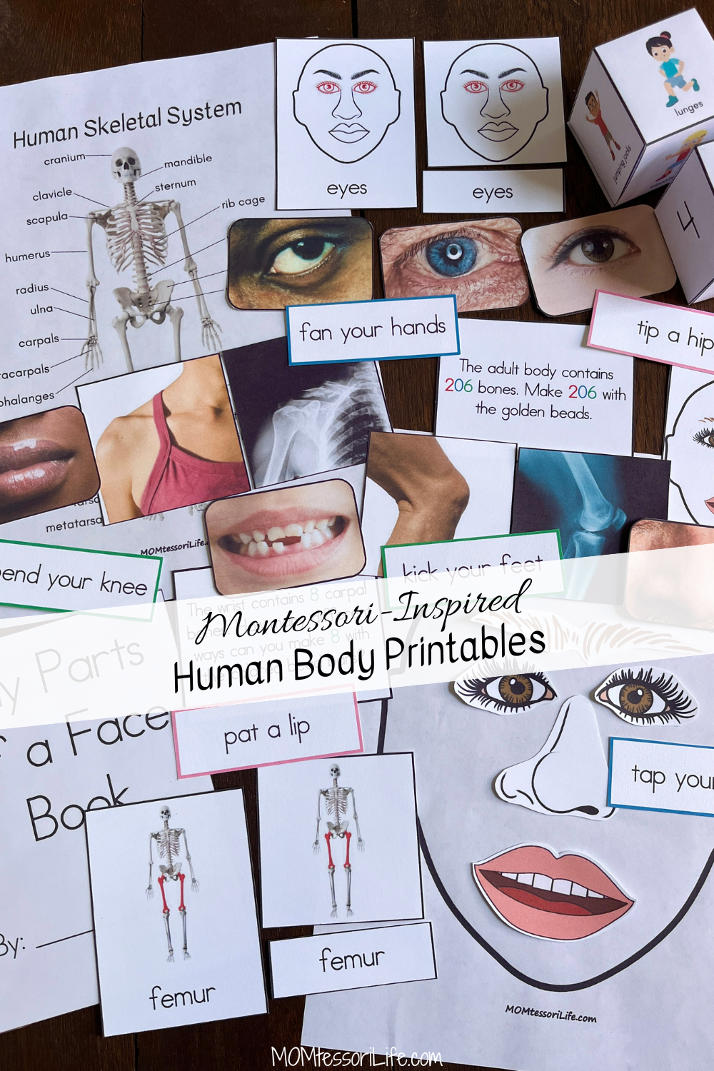 Montessori-Inspired Human Body Printables – MOMtessori Life