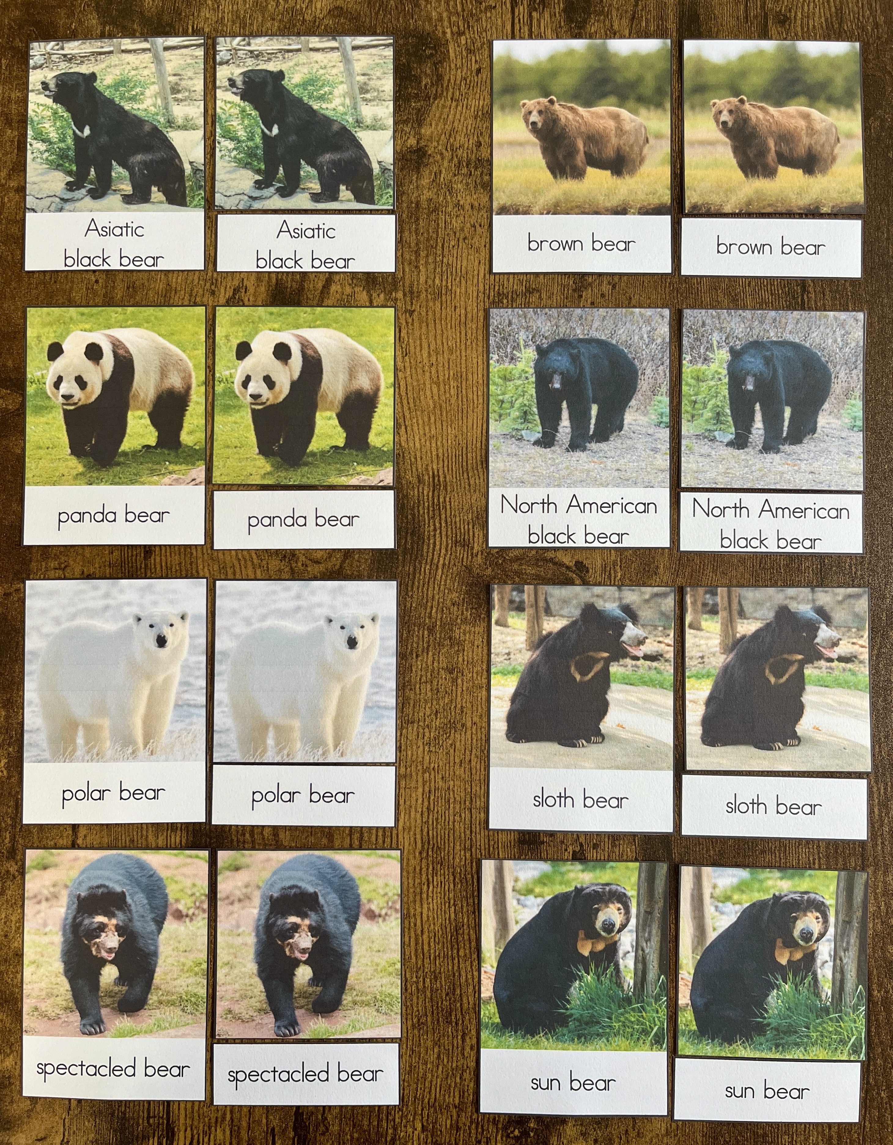 types of bears 3-part cards – MOMtessori Life