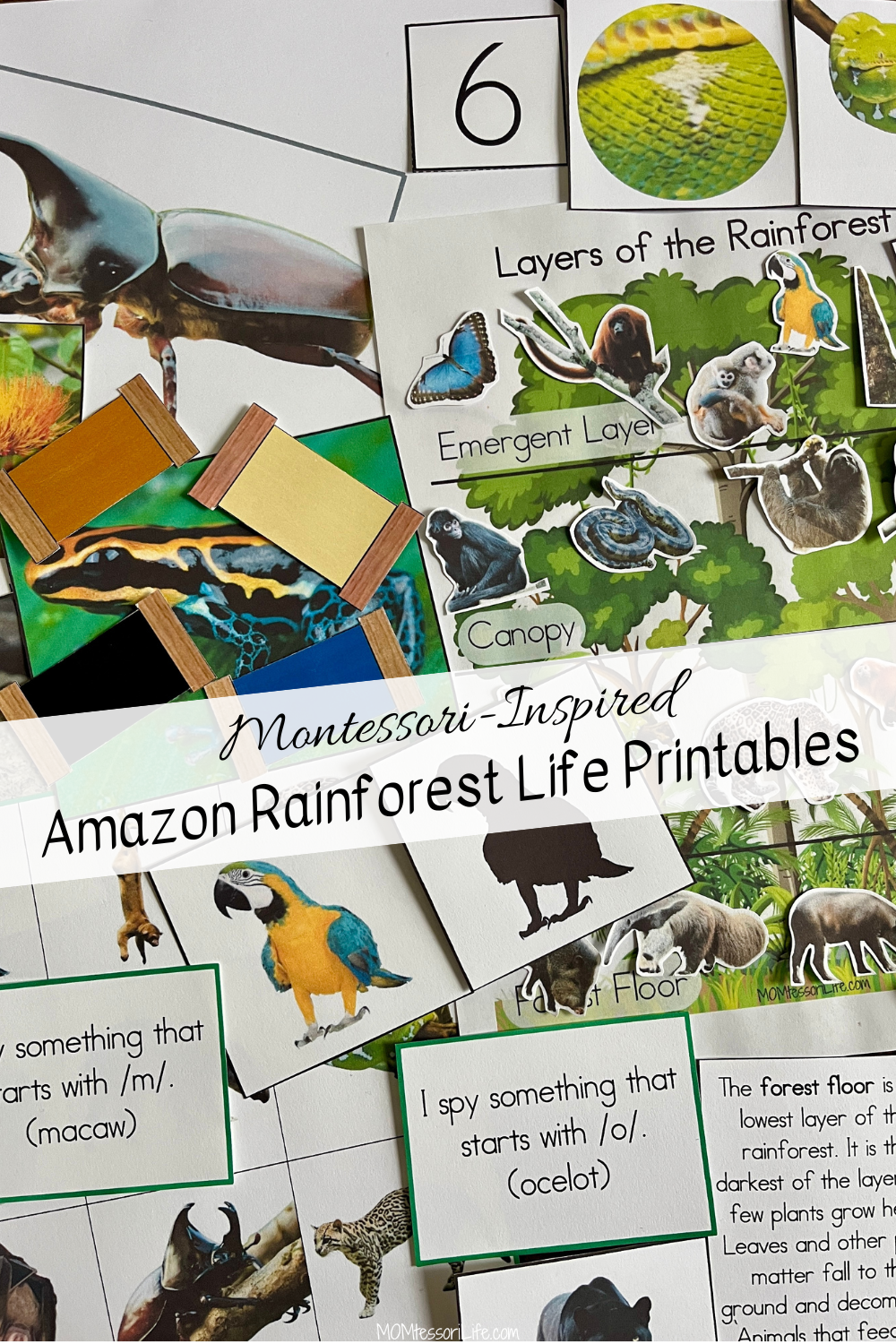 Montessori-Inspired Amazon Rainforest Life Printables – MOMtessori Life